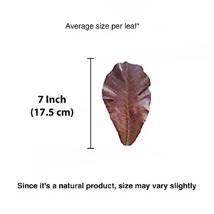 SunGrow Saver Bundle Pack - Catappa Leaves 10Pcs/Pack + Large Leaf Hammock