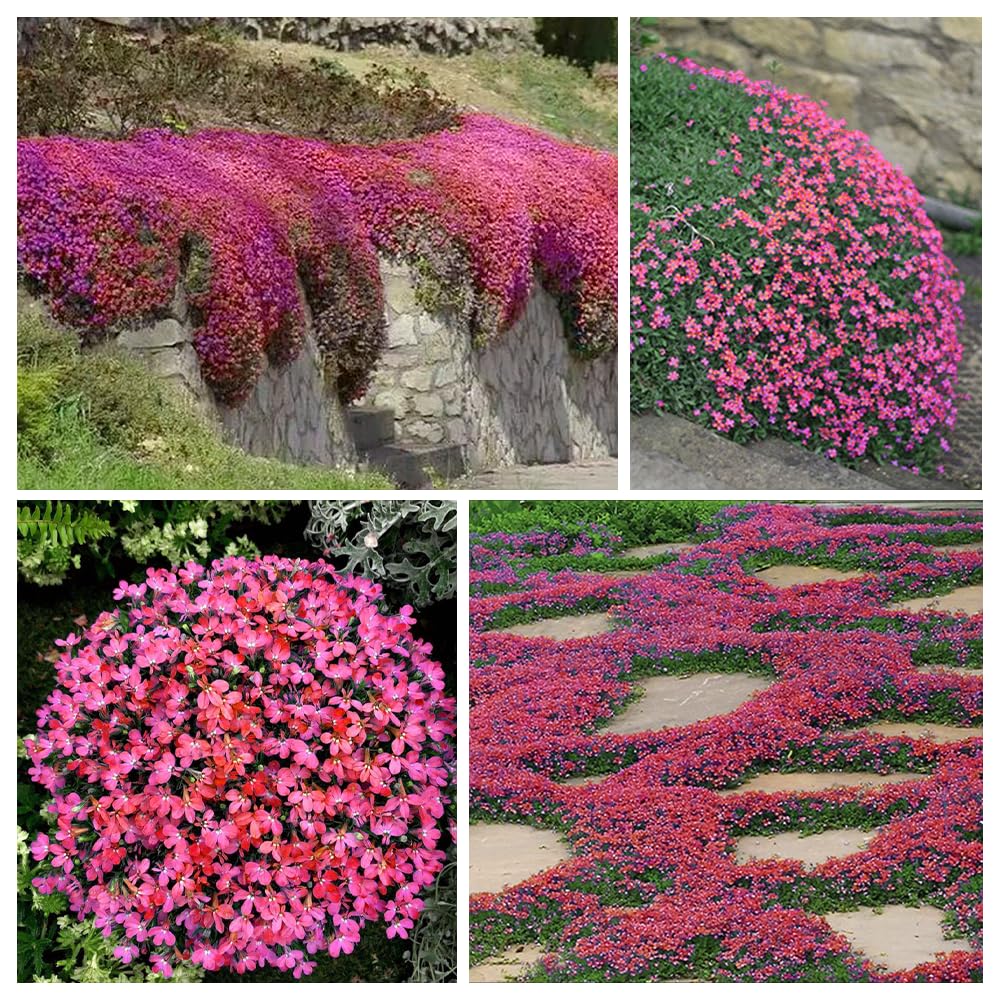 2000+ Red Creeping Thyme Seeds for Planting Non-GMO Clover Seeds for Lawn Creeping Thyme Seeds Ground CoverPerennial Landscaping Easy to Grow