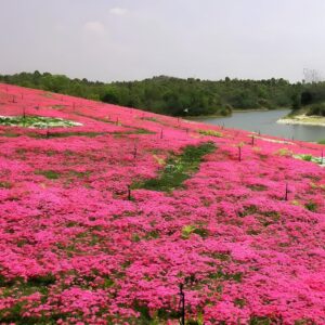 2000+ Red Creeping Thyme Seeds for Planting Non-GMO Clover Seeds for Lawn Creeping Thyme Seeds Ground CoverPerennial Landscaping Easy to Grow