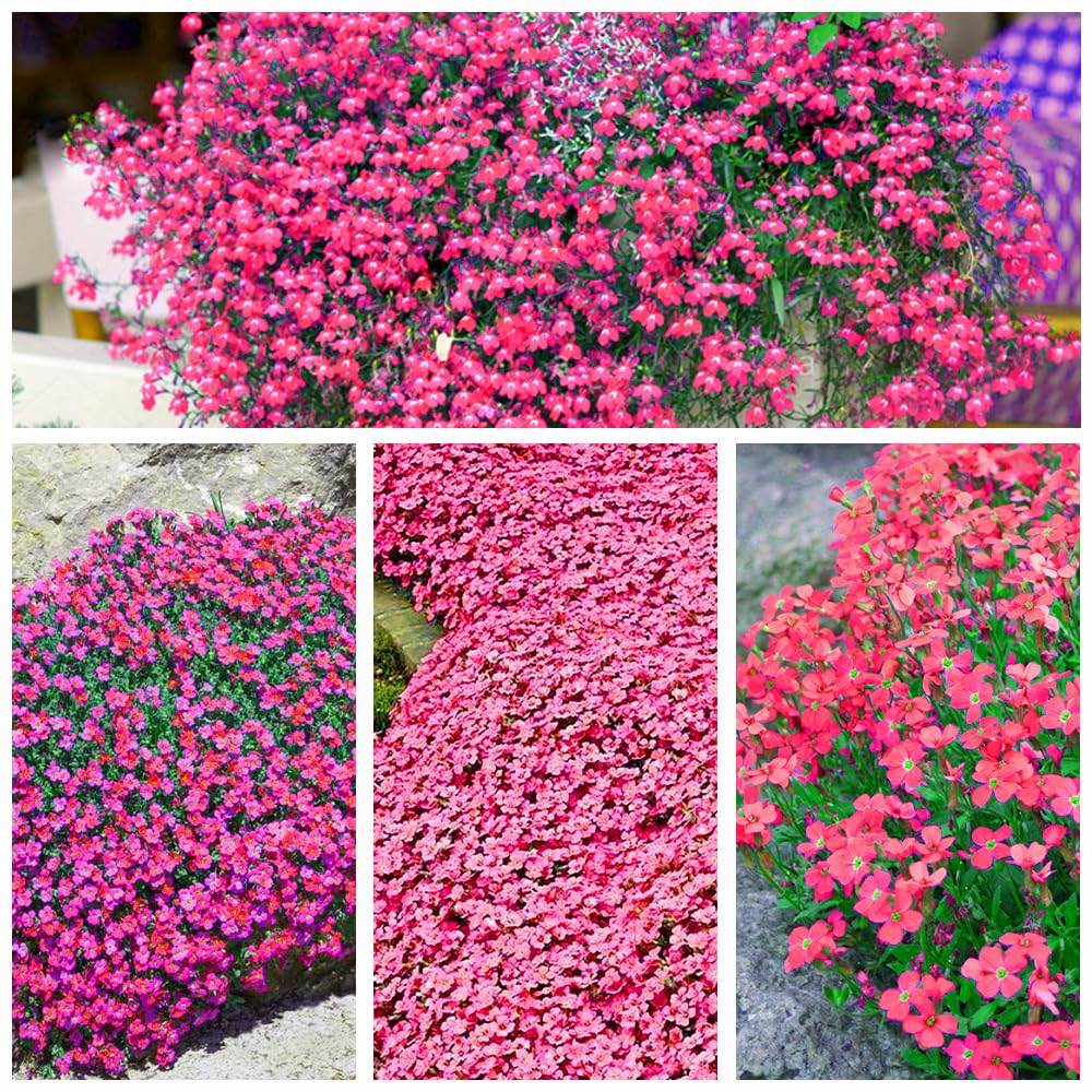 2000+ Red Creeping Thyme Seeds for Planting Non-GMO Clover Seeds for Lawn Creeping Thyme Seeds Ground CoverPerennial Landscaping Easy to Grow