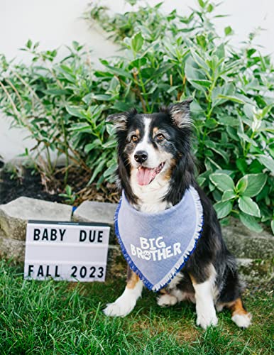 Everything Tailed Blue Big Brother Dog Bandana for Pregnancy Announcement, Pet Photo Prop, Handkerchief and/or Scarf for Dog, Fits Medium to Large Dogs