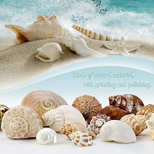 WEOXPR 15 Pieces Hermit Crab Shells - 15 Kind Large Growth Turbo Seashells, Opening 0.8" - 1.5" Natural Sea Shells for Hermit Crab Supplies, Aquarium Decoration