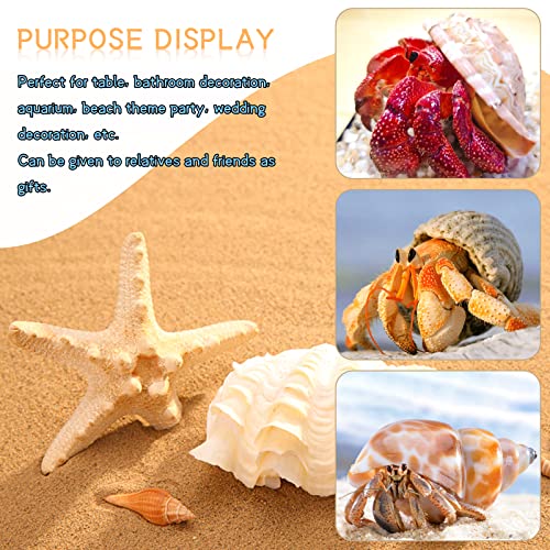 WEOXPR 15 Pieces Hermit Crab Shells - 15 Kind Large Growth Turbo Seashells, Opening 0.8" - 1.5" Natural Sea Shells for Hermit Crab Supplies, Aquarium Decoration