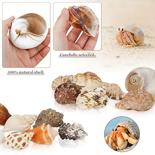 WEOXPR 15 Pieces Hermit Crab Shells - 15 Kind Large Growth Turbo Seashells, Opening 0.8" - 1.5" Natural Sea Shells for Hermit Crab Supplies, Aquarium Decoration