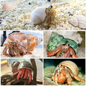 WeDoSoy 21PCS Hermit Crab Shells Large Medium Small | Sea Conch Size 1.2" - 3.9", Opening Size 0.5" - 2" | Growth Turbo Seashells for Natural Hermit Crab Supplies