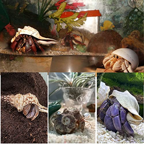 WeDoSoy 21PCS Hermit Crab Shells Large Medium Small | Sea Conch Size 1.2" - 3.9", Opening Size 0.5" - 2" | Growth Turbo Seashells for Natural Hermit Crab Supplies