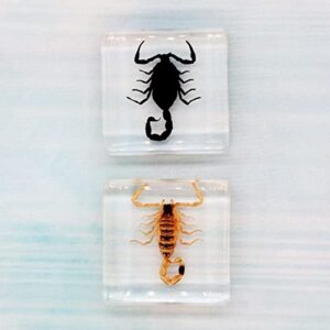 FlyingBean Insect Specimens Set, Black Scorpion and Yellow Scorpion Specimens in Resin, Animal Taxidermy Collection for Science Education & Desk Ornament, (FBBJ-03)