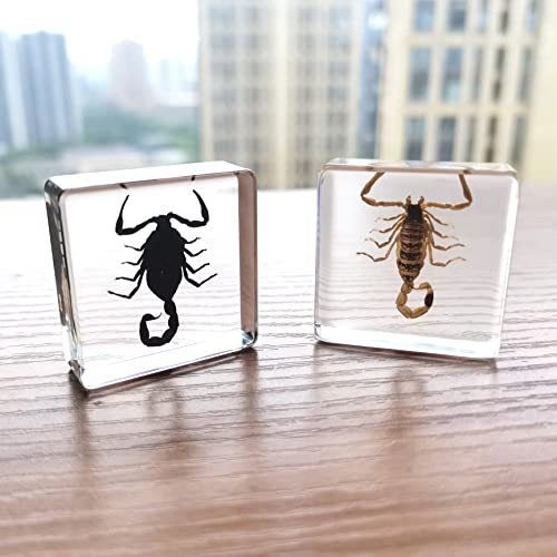 FlyingBean Insect Specimens Set, Black Scorpion and Yellow Scorpion Specimens in Resin, Animal Taxidermy Collection for Science Education & Desk Ornament, (FBBJ-03)