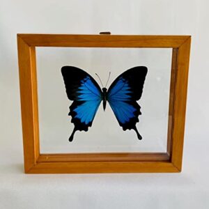 Wall Decor Framed butterfly Worldwide Insects The Ulysses Butterfly (Papilio Ulysses) - 6x7 inches - Glass - Taxidermy Collectible - Gift