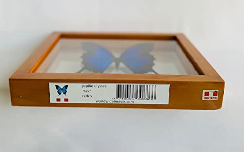 Wall Decor Framed butterfly Worldwide Insects The Ulysses Butterfly (Papilio Ulysses) - 6x7 inches - Glass - Taxidermy Collectible - Gift