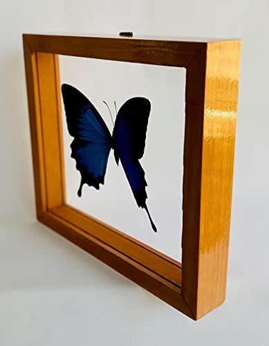 Wall Decor Framed butterfly Worldwide Insects The Ulysses Butterfly (Papilio Ulysses) - 6x7 inches - Glass - Taxidermy Collectible - Gift