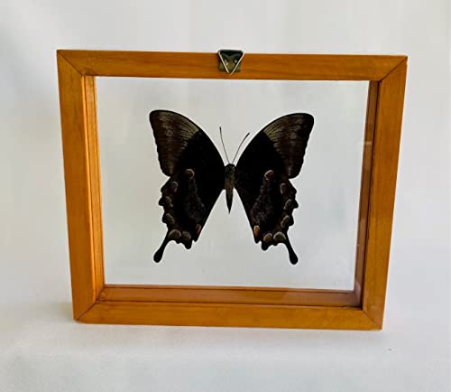 Wall Decor Framed butterfly Worldwide Insects The Ulysses Butterfly (Papilio Ulysses) - 6x7 inches - Glass - Taxidermy Collectible - Gift