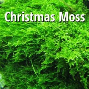 marcus fish tanks christmas moss vesicularia montagnei live freshwater aquarium plant live aquarium moss buy 2 get 1 extra