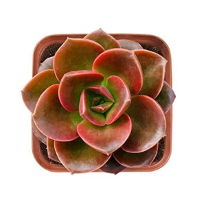 Live Succulent 2" Echeveria 'Melaco', Unique Plants Fully Rooted in 2inch Pots with Soil, Mini House Plant for Home Office Decoration, DIY, Wedding Party Favor Gift