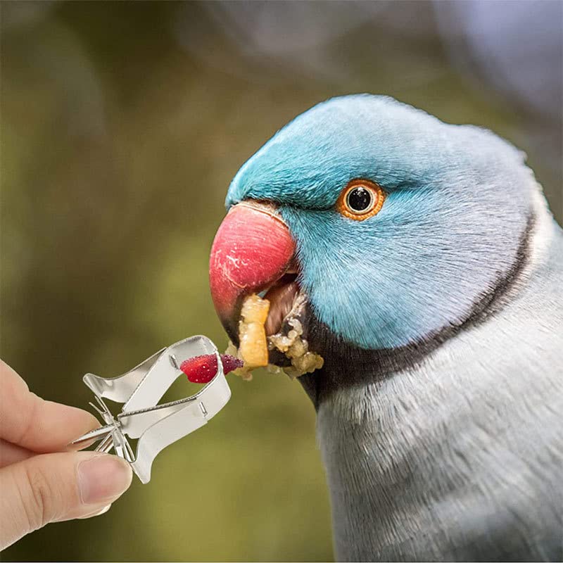 ZCZQC 3pcs Birds Food Holders Parrot Fruit Vegetable Clips for Budgie Parakeet Cockatiel Conure, Stainless Steel Bird Parrot Treat Holder Small Animal Fruit Vegetable Feeder