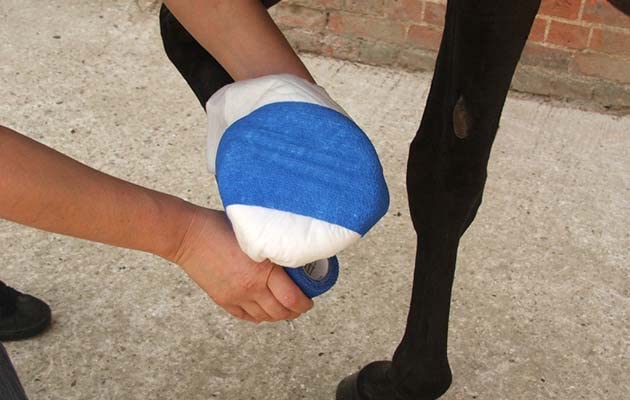 Tack Shack of Ocala- Animalintex Hoof Poultice Pad and Poultice Pad, Poultice Pad, Poultice Pad for Horses, Poultice for Horses, Poultice Wrap- Leg Care for Horses (3-Pack Hoof Poultice)