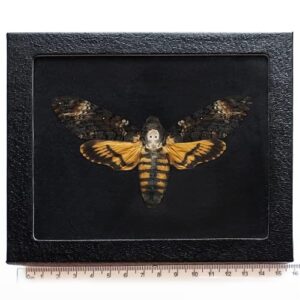 acherontia atropos black background framed silence of the lambs death’s head moth europe