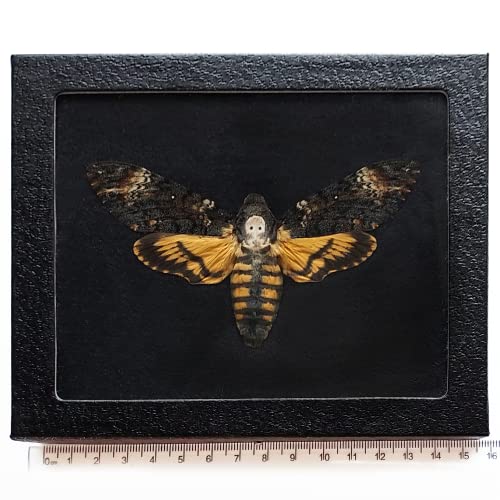 Acherontia atropos Black Background Framed Silence of The Lambs Death’s Head Moth Europe