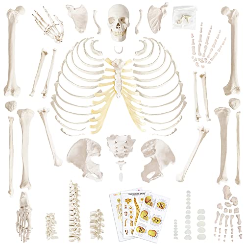 Human Skeleton Model For Anatomy 67 inch High, Full Size Skeleton Models with 3 Poster, Skull, Spine, Bones, Articulated Hand & Foot, for Anatomy Medical Learning