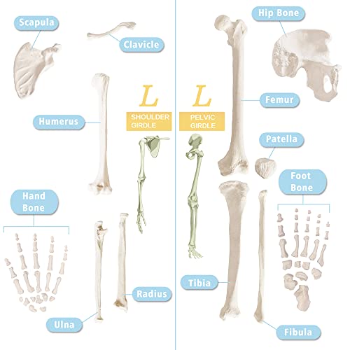 Human Skeleton Model For Anatomy 67 inch High, Full Size Skeleton Models with 3 Poster, Skull, Spine, Bones, Articulated Hand & Foot, for Anatomy Medical Learning