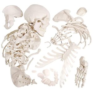 Human Skeleton Model For Anatomy 67 inch High, Full Size Skeleton Models with 3 Poster, Skull, Spine, Bones, Articulated Hand & Foot, for Anatomy Medical Learning