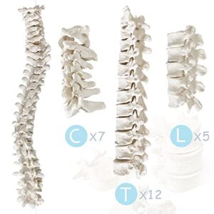 Human Skeleton Model For Anatomy 67 inch High, Full Size Skeleton Models with 3 Poster, Skull, Spine, Bones, Articulated Hand & Foot, for Anatomy Medical Learning