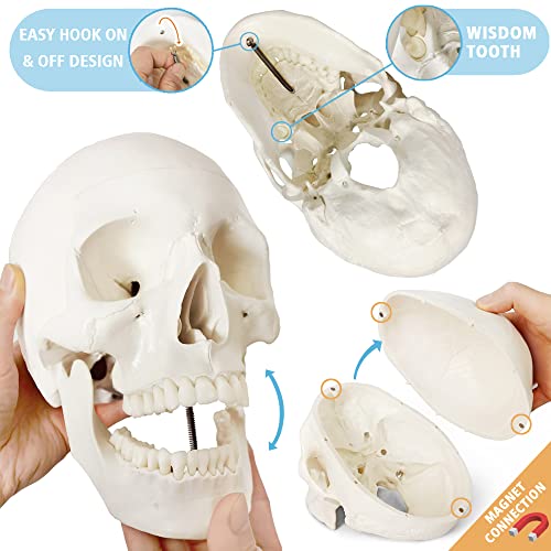 Human Skeleton Model For Anatomy 67 inch High, Full Size Skeleton Models with 3 Poster, Skull, Spine, Bones, Articulated Hand & Foot, for Anatomy Medical Learning