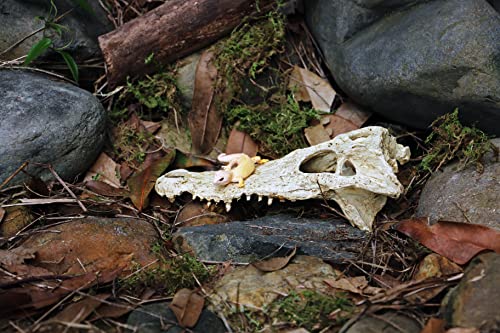 Crocodile Reptile Amphibian Skull Habitat Hide - Premium Non-Toxic Resin for Aquariums & Terrariums – Large Size