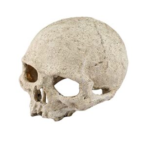 half skull reptile amphibian habitat hide – premium non-toxic resin for aquariums & terrariums – large size