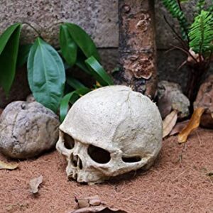 Half Skull Reptile Amphibian Habitat Hide – Premium Non-Toxic Resin for Aquariums & Terrariums – Large Size