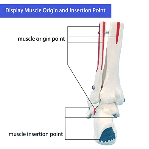 Veipho Foot Models, Foot Model Anatomy, Foot and Ankle Model Anatomy with Stand, Life Size Colored Foot Anatomy Model, Foot Skeleton Model for Study