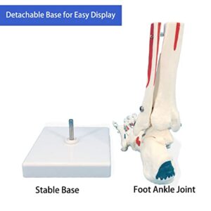 Veipho Foot Models, Foot Model Anatomy, Foot and Ankle Model Anatomy with Stand, Life Size Colored Foot Anatomy Model, Foot Skeleton Model for Study