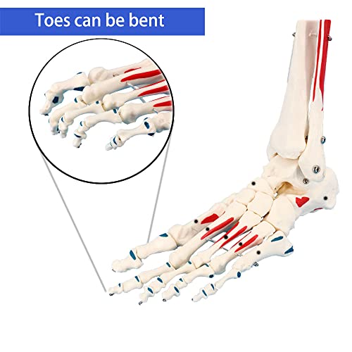 Veipho Foot Models, Foot Model Anatomy, Foot and Ankle Model Anatomy with Stand, Life Size Colored Foot Anatomy Model, Foot Skeleton Model for Study