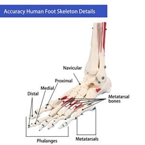 Veipho Foot Models, Foot Model Anatomy, Foot and Ankle Model Anatomy with Stand, Life Size Colored Foot Anatomy Model, Foot Skeleton Model for Study