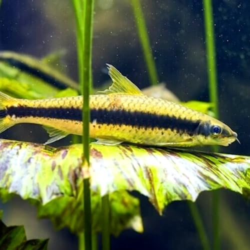 Siamese Algae Eater Live Fish - 8 Pack Live Freshwater Aquarium Fish