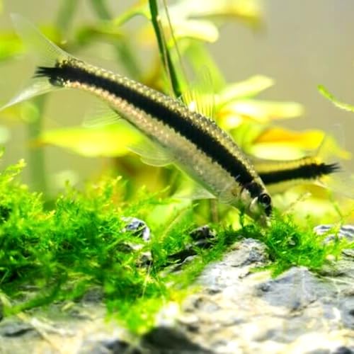 Siamese Algae Eater Live Fish - 8 Pack Live Freshwater Aquarium Fish