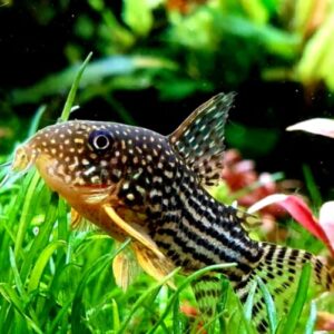 sterbai cory catfish live fish - 4 pack live freshwater aquarium fish