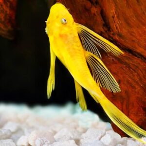 golden blue eye longfin bristlenose pleco (1.0"-1.5") - 2 pack - live freshwater aquarium fish