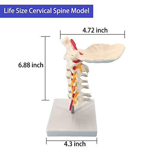 Veipho Cervical Spine Model with Nerves, Life Size Cervical Vertebral Spine Spinal Nerves Anatomical Model with Stand, Cervical Spinal Column Model for Patient Science Education