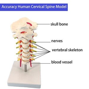 Veipho Cervical Spine Model with Nerves, Life Size Cervical Vertebral Spine Spinal Nerves Anatomical Model with Stand, Cervical Spinal Column Model for Patient Science Education