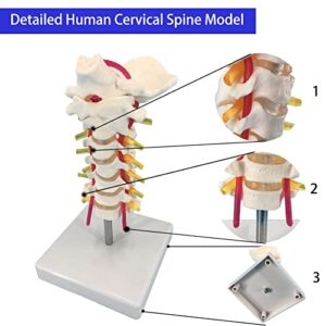 Veipho Cervical Spine Model with Nerves, Life Size Cervical Vertebral Spine Spinal Nerves Anatomical Model with Stand, Cervical Spinal Column Model for Patient Science Education