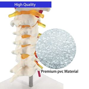 Veipho Cervical Spine Model with Nerves, Life Size Cervical Vertebral Spine Spinal Nerves Anatomical Model with Stand, Cervical Spinal Column Model for Patient Science Education