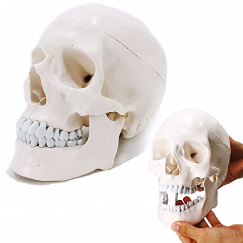 Veipho Human Skull Model, Life Size Skull Anatomy Model with Removable Skull Cap and Articulated Mandible, 2-Part Human Skull Anatomical Model for Patient Science Education, Full Set of Teeth