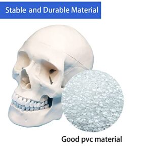 Veipho Human Skull Model, Life Size Skull Anatomy Model with Removable Skull Cap and Articulated Mandible, 2-Part Human Skull Anatomical Model for Patient Science Education, Full Set of Teeth