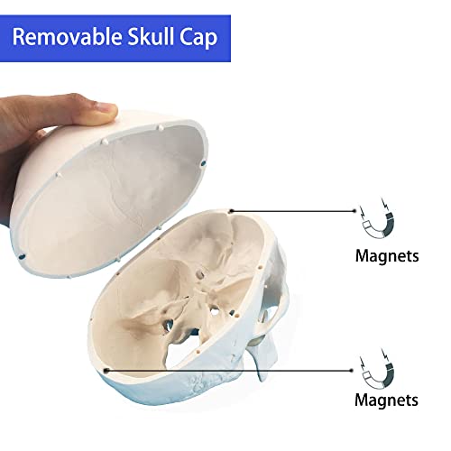 Veipho Human Skull Model, Life Size Skull Anatomy Model with Removable Skull Cap and Articulated Mandible, 2-Part Human Skull Anatomical Model for Patient Science Education, Full Set of Teeth