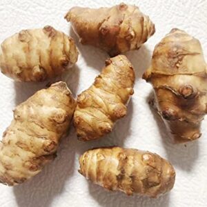 7 Tubers Jerusalem Artichoke - Individual Tubers for Planting - AKA Sunchokes, Sunroot, White