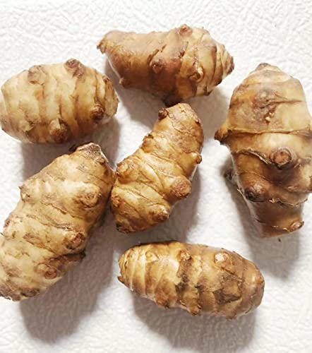 7 Tubers Jerusalem Artichoke - Individual Tubers for Planting - AKA Sunchokes, Sunroot, White