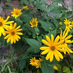 7 Tubers Jerusalem Artichoke - Individual Tubers for Planting - AKA Sunchokes, Sunroot, White