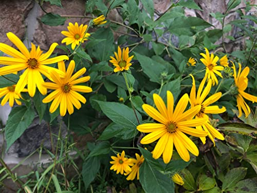 7 Tubers Jerusalem Artichoke - Individual Tubers for Planting - AKA Sunchokes, Sunroot, White