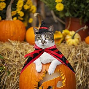 Heureppy Halloween Cat Costume Cloak Witch Hat Accessories Adjustable Bats Pet Clothes Set, Pat for Cats Dogs Animal Carnival Party Supplies